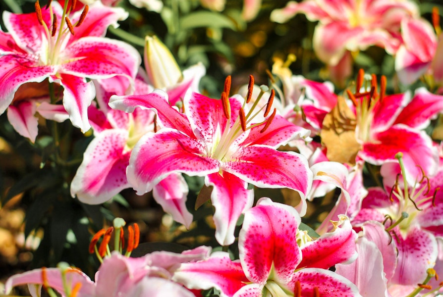 The Lilly Flower and It’s Beautiful History, Care, and Symbolism