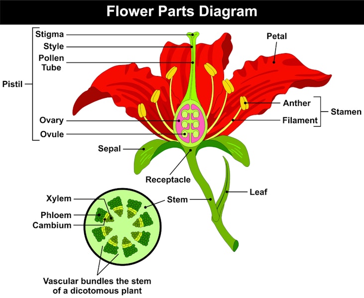 Anatomy of a Flower