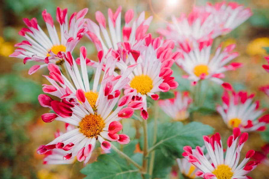 When Do Daisies Bloom?