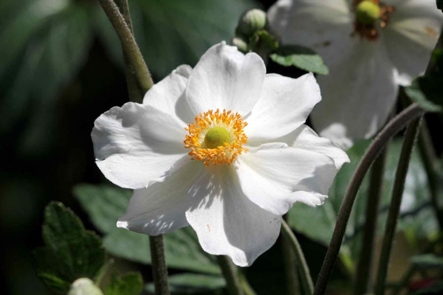 Anemone: Their History, Meaning and Care