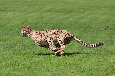 June Spirit Animal
