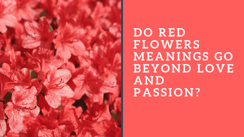Do Red Flowers Meanings Go Beyond Love and Passion?