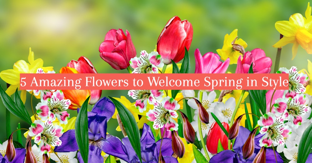 5 Amazing Flowers to Welcome Spring in Style