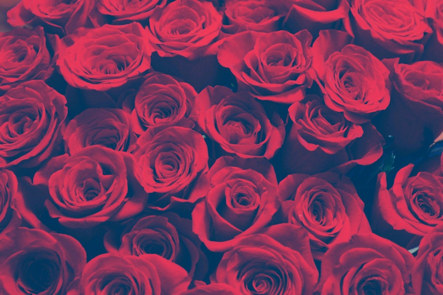 Les plus belles roses rouges à planter ou à offrir