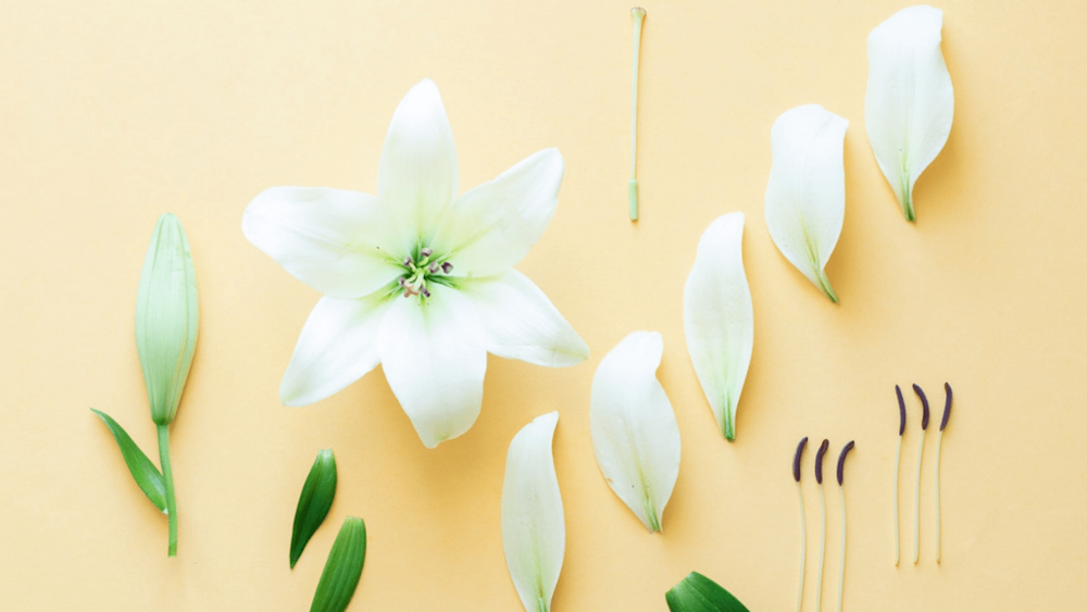 Comment identifier les principales parties d’une fleur