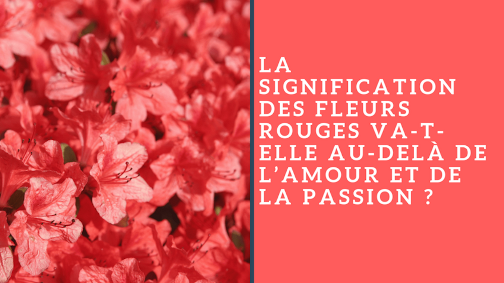 La signification des fleurs rouges va-t-elle au-delà de l’amour et de ...