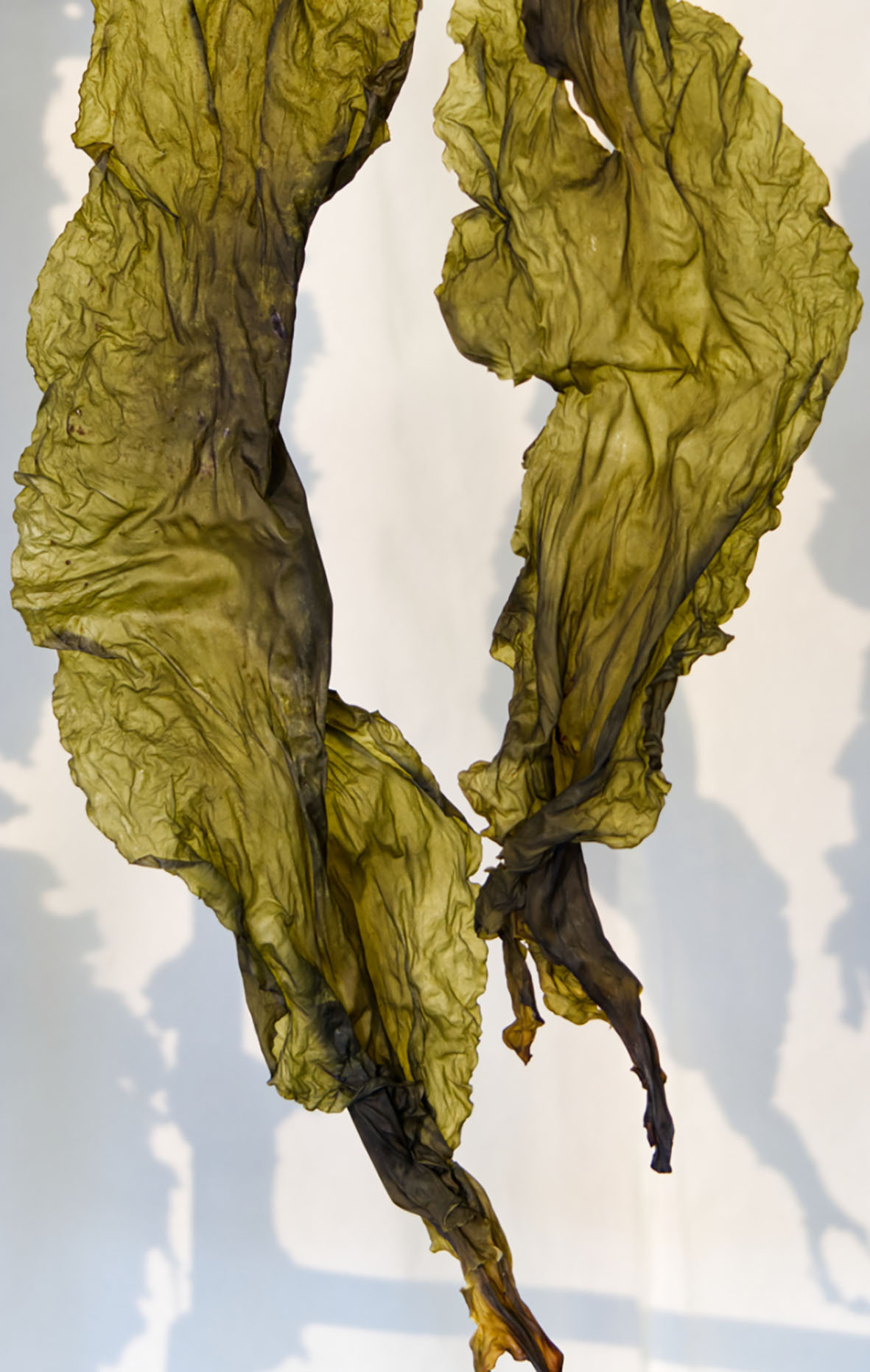 MICUL MICUL / Maya Minder (CH) — foodculture days