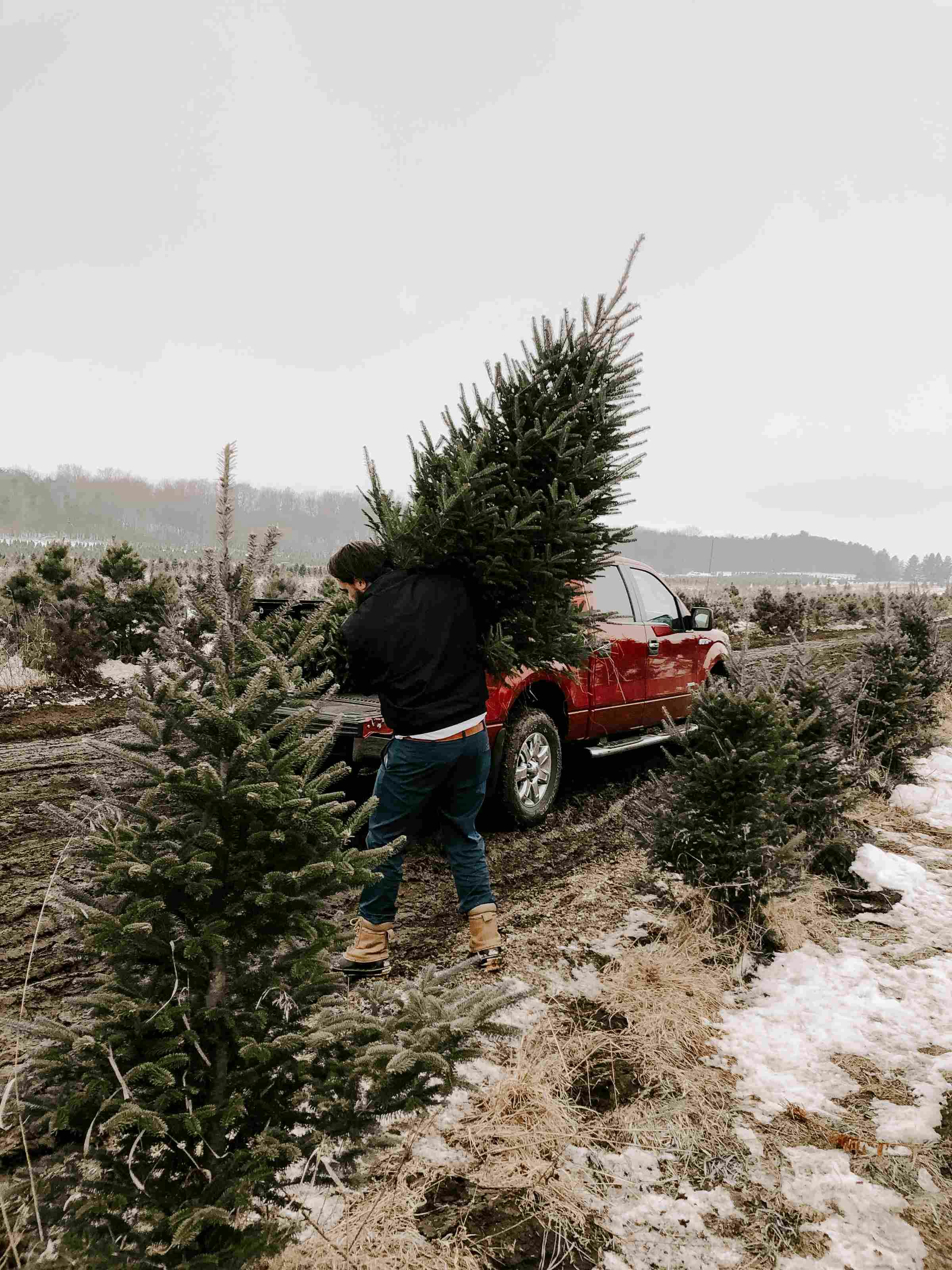 Christmas Trees in Fort St John | Four Mile Tree Farm