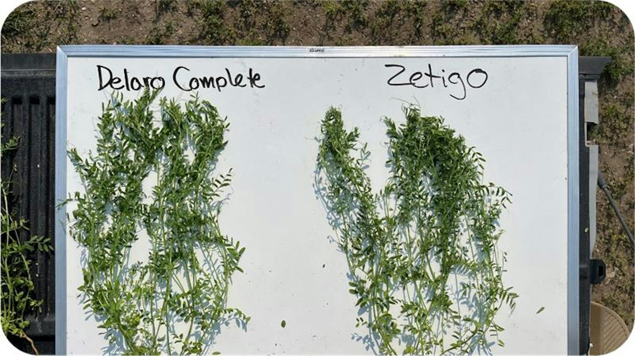 Maximize Pulse Crop Yield with Delaro Complete | Bayer Crop Science Canada