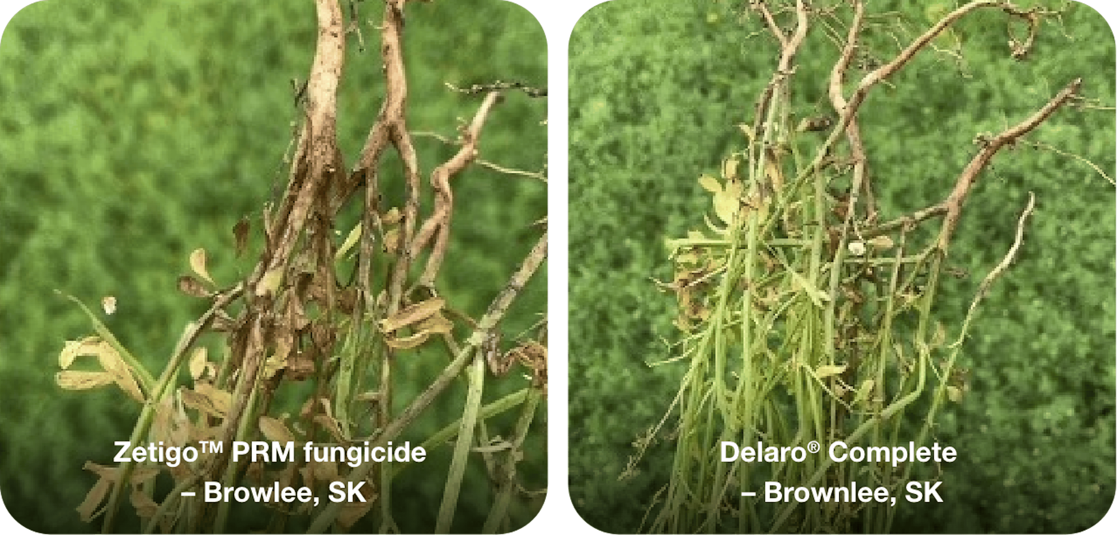 Maximize Pulse Crop Yield with Delaro Complete | Bayer Crop Science Canada