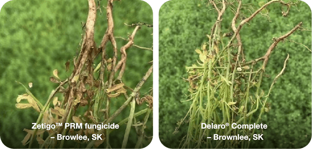 Source: Photos taken from a Bayer Research Trial at Brownlee, SK on ...