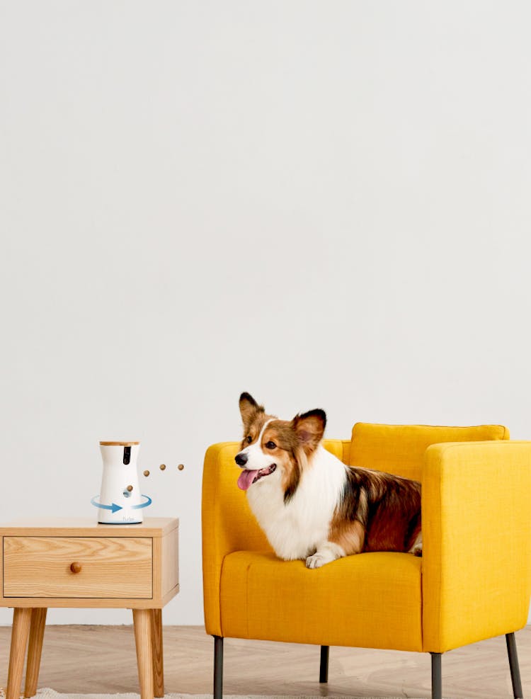 Furbo 360° Dog Camera｜Treat-tossing Pet Camera with 360° view