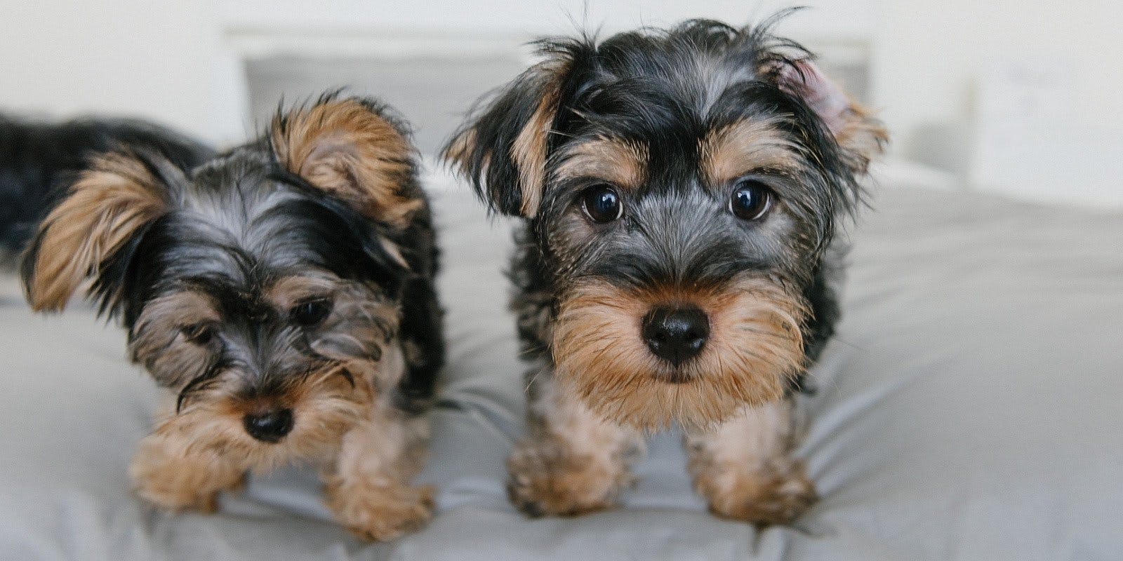 Here's Why Two Dogs Are Better Than One