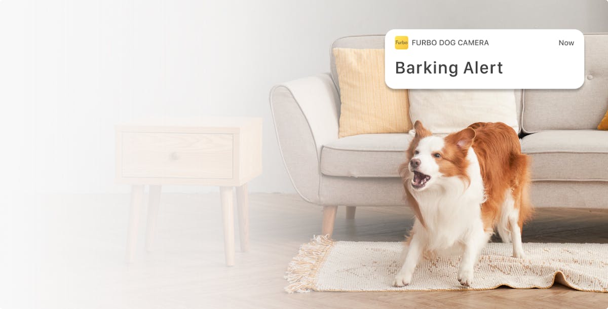 Furbo 360° Dog Camera | Treat-tossing Pet Camera with 360° view.