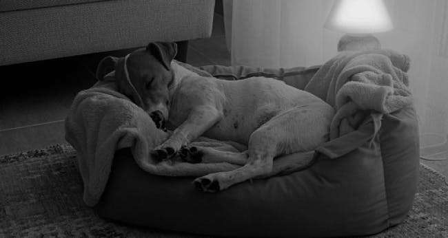 Furbo 360° Dog Camera | Treat-tossing Pet Camera with 360° view.