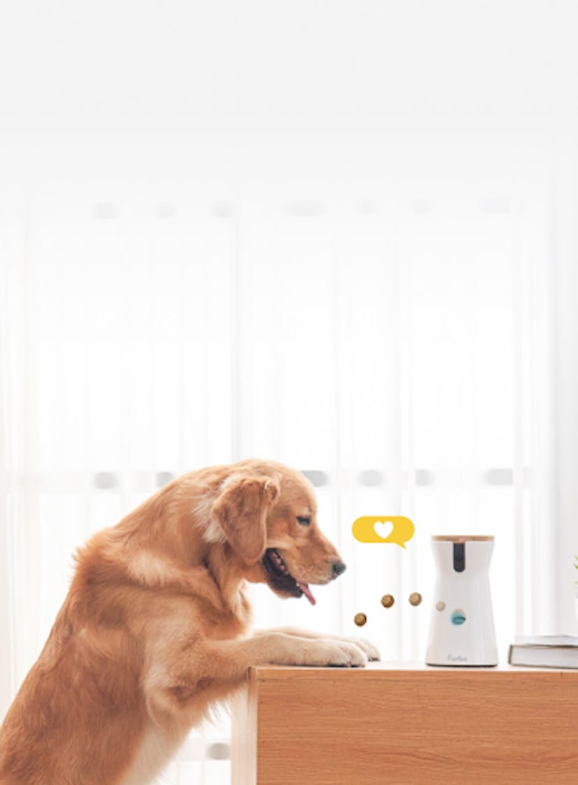 Furbo 360° Dog Camera | Treat-tossing Pet Camera with 360° view.