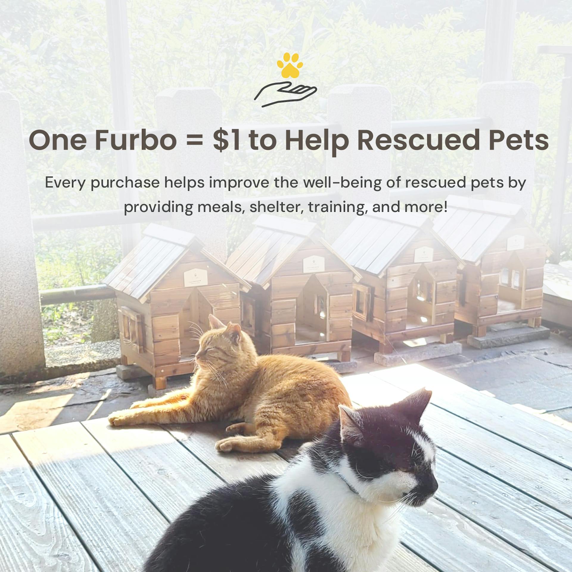 Furbo Cat Camera｜Pet Camera designed specifically for cats