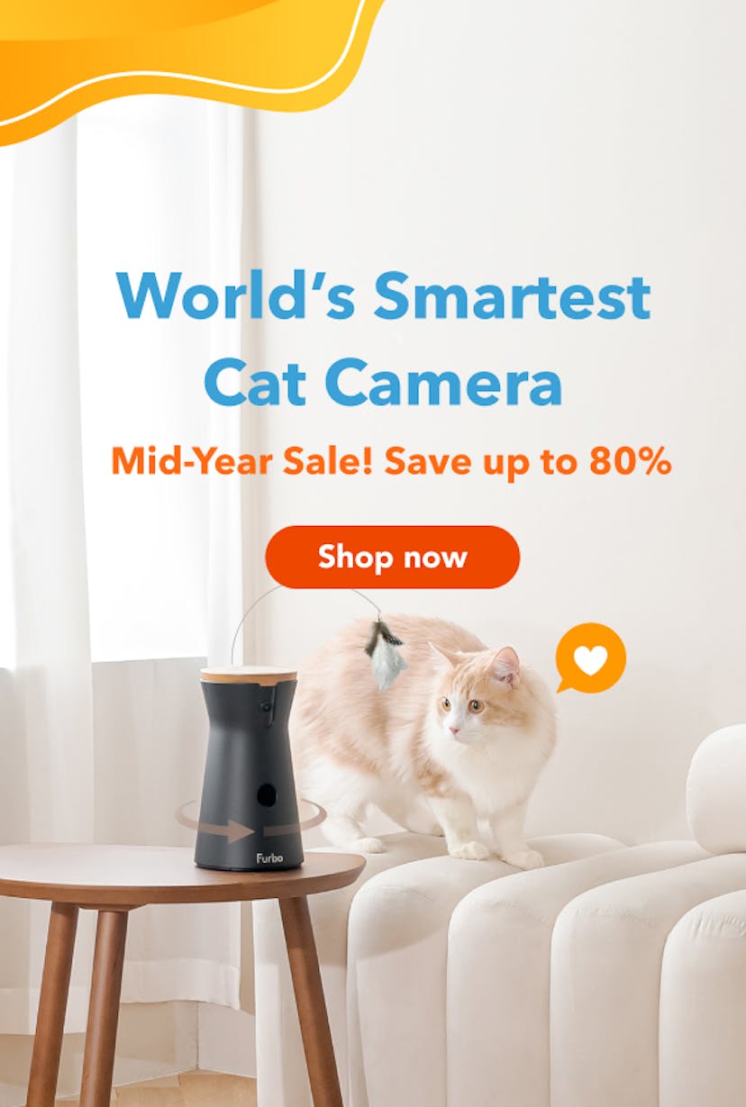New Furbo Cat Camera｜Keep your cat safe and happy with Rotating 360 ...