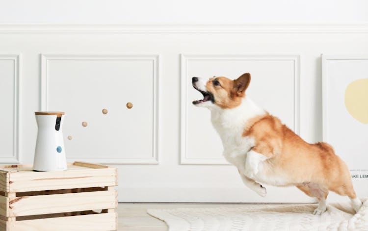 Subscribe and Save Plan｜Subscribe to Furbo Dog Nanny & SAVE on Furbo ...