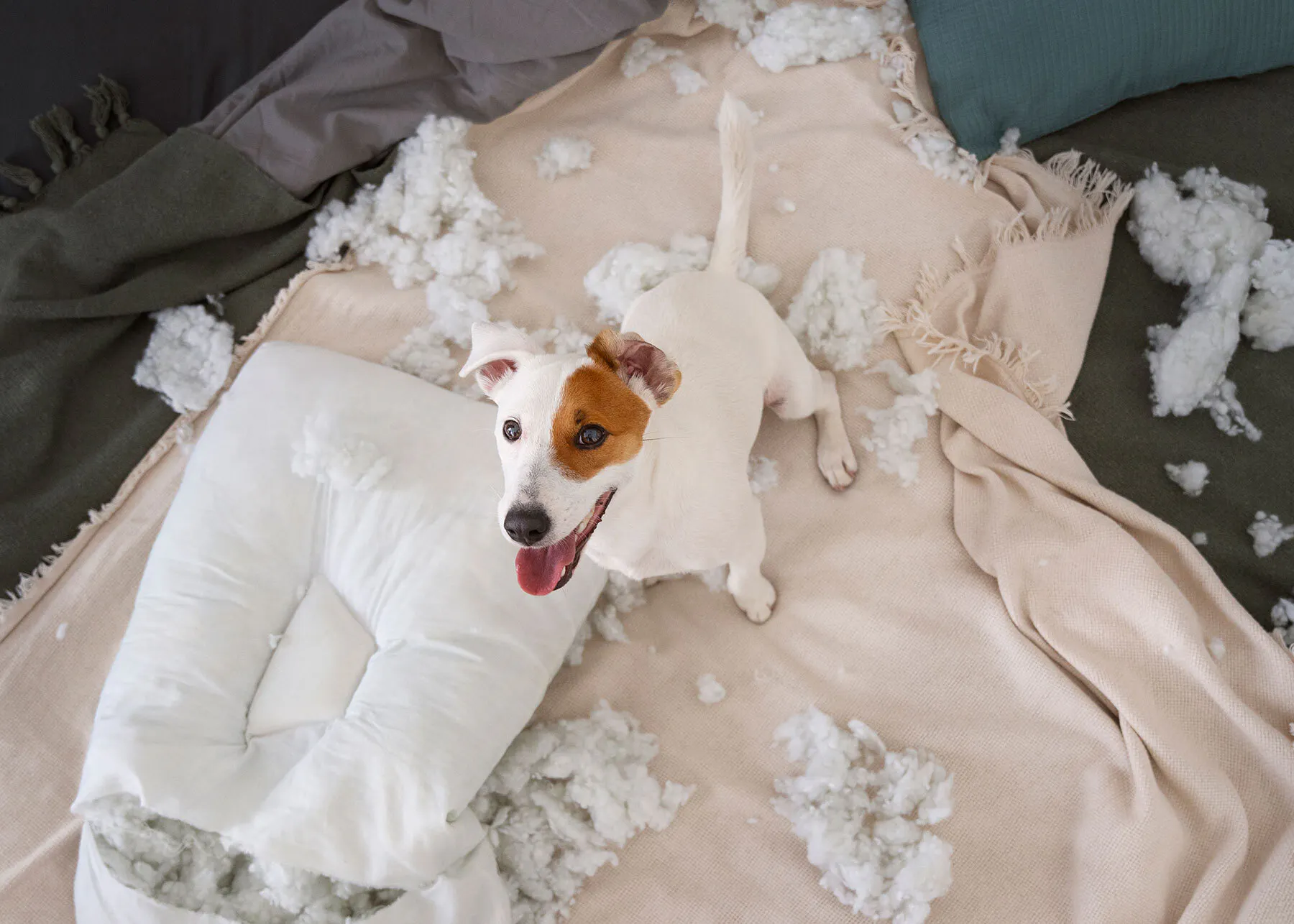 5 Ways to Keep Mischievous Dogs Safe