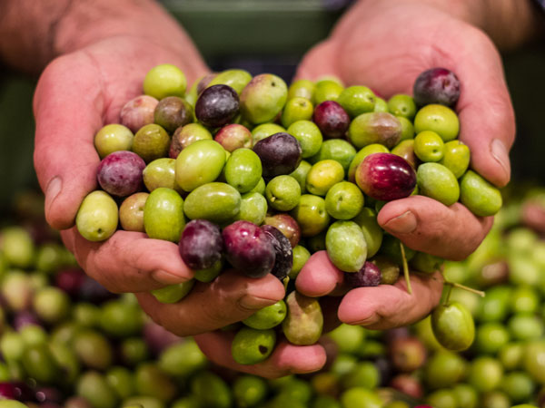 Prodotti Greci | Greek Flavours: vendita online 24/7