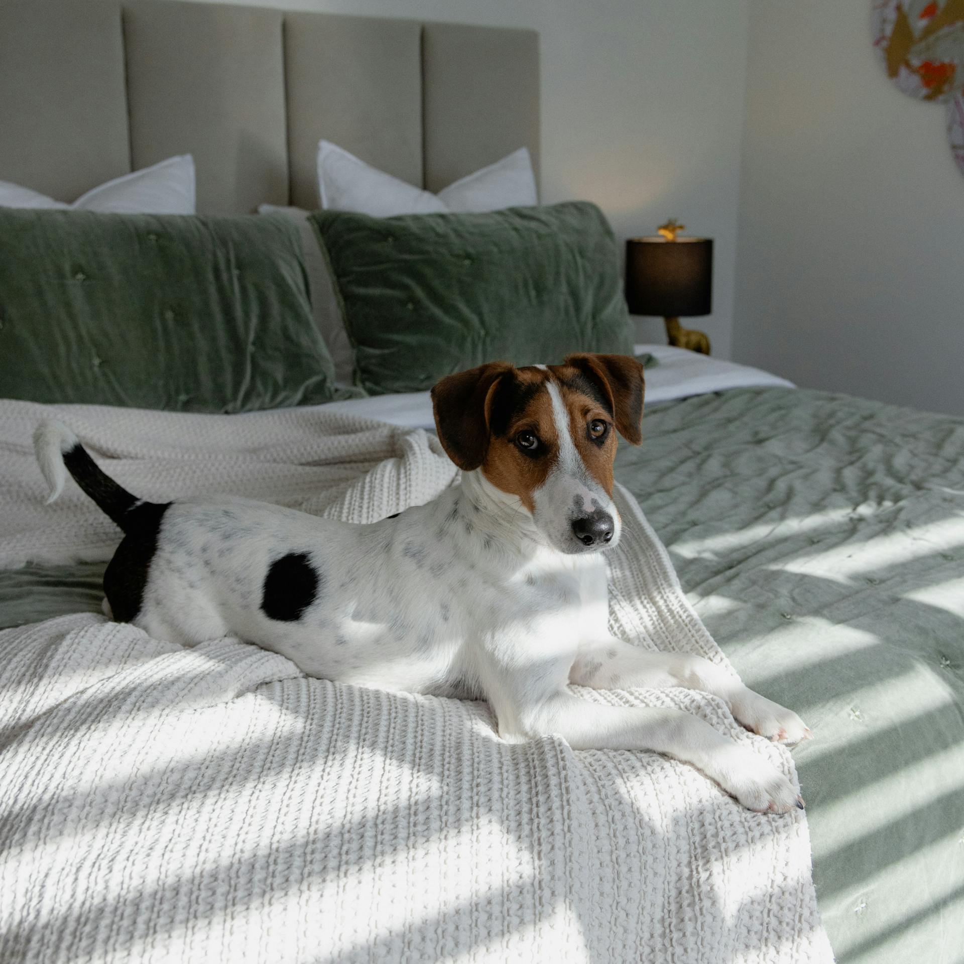 George Street Linen | High Quality Cotton & Linen Bedding & Homeware