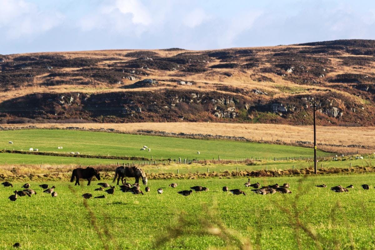 Glengoyne News and Events | Saving the Greenland White-Fronted Goose