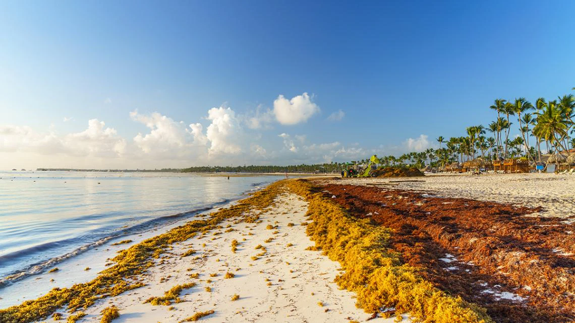 Sargassum and Macroalgae Collection Methodology | Gold Standard | GS