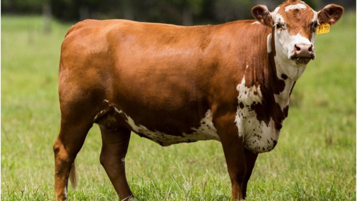 Reducing Methane Emissions with Feed Supplements | Gold Standard | GS