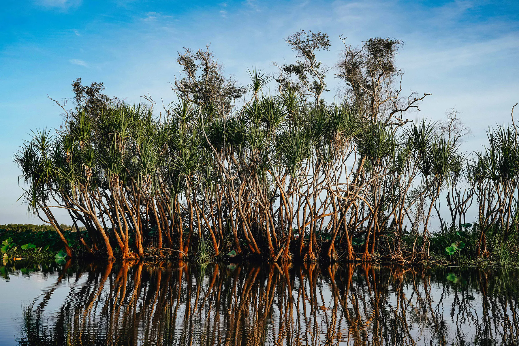 Sustainable Mangrove Management Methodology | Gold Standard | GS