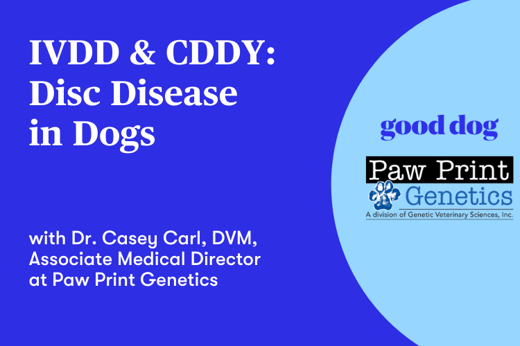 Watch: IVDD & CDDY: Disc Disease in Dogs with Dr. Casey Carl, DVM