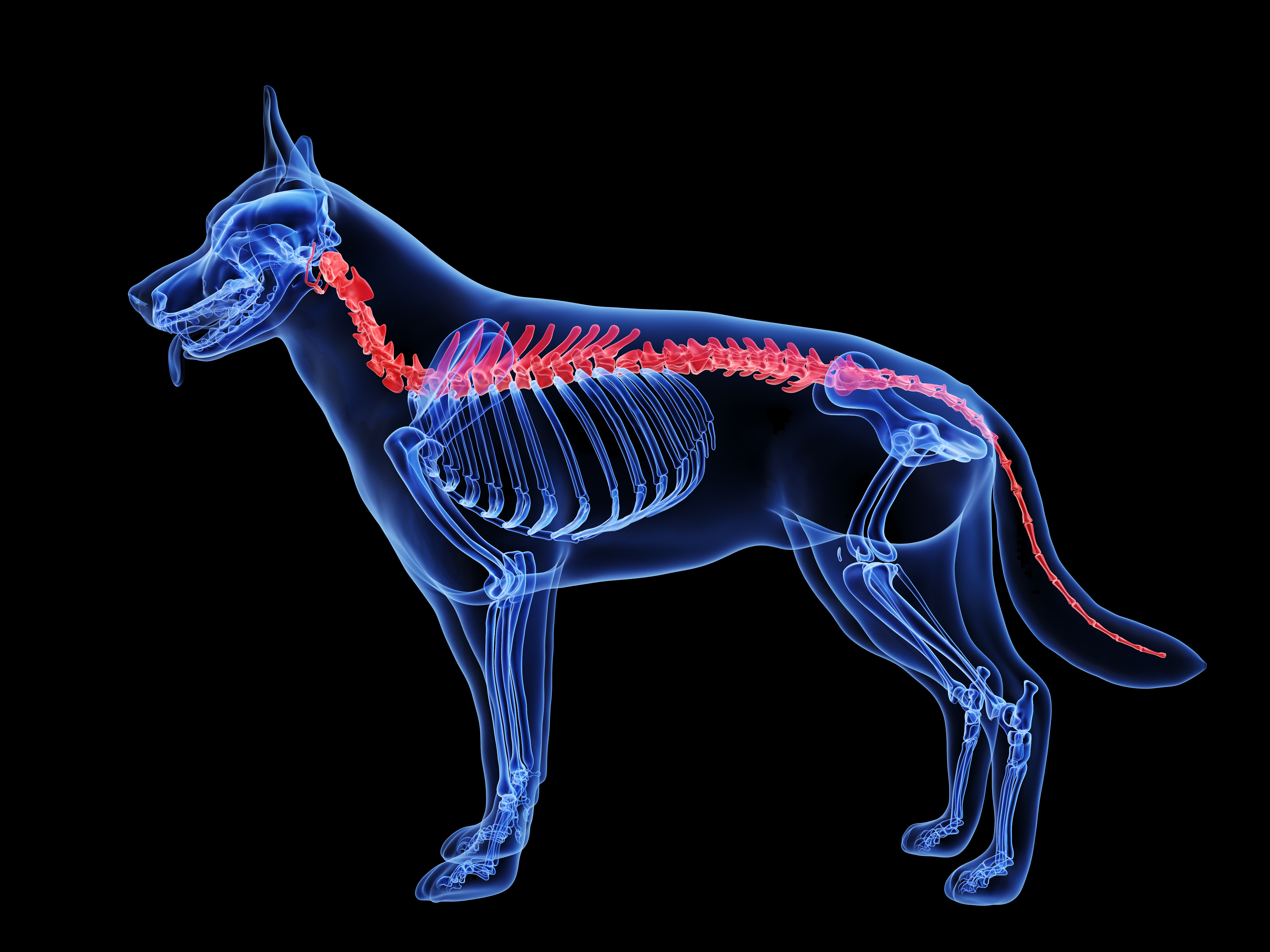 Good Dog | Examination and Registration with the OFA Spine Database