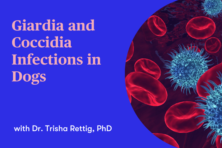 Giardia and Coccidia Infections in Dogs with Dr. Trisha Rettig, PhD