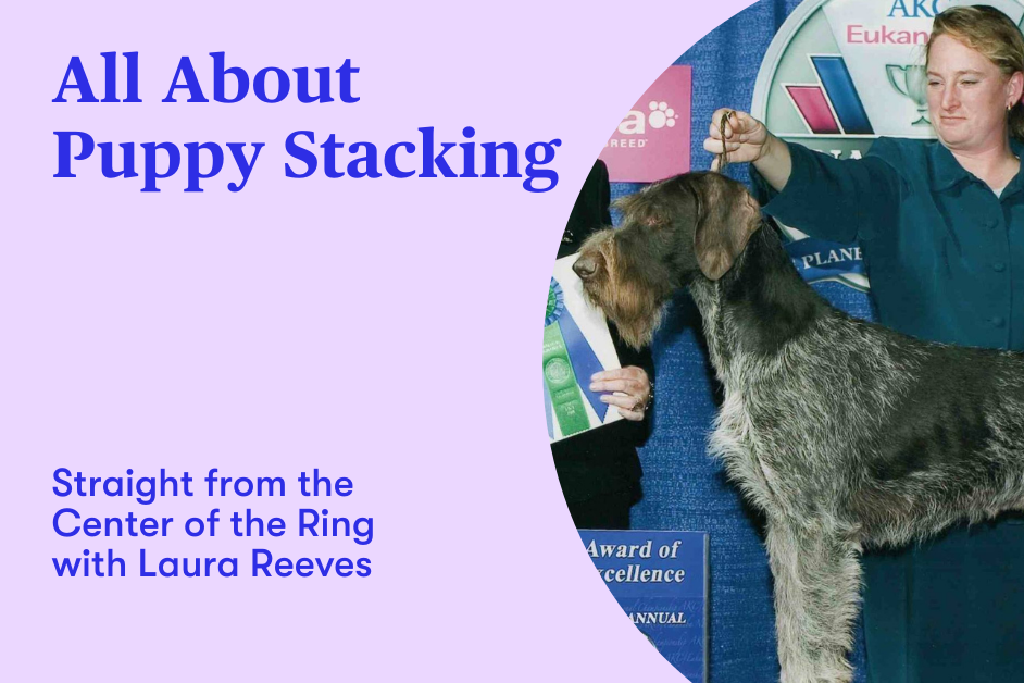 Watch: Straight from the Center of the Ring: All About Puppy Stacking