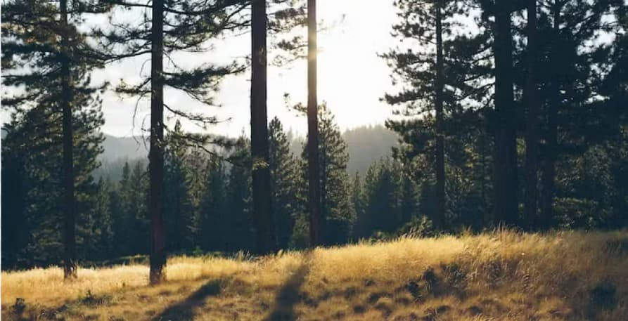 Reforestation: Our Guide to Sustainable Companies