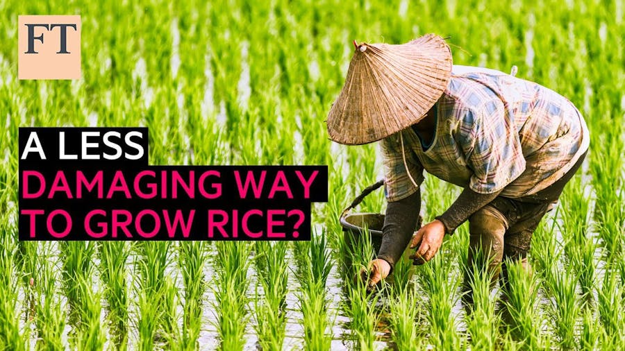 Rice and the Climate Crisis : How do they Relate?