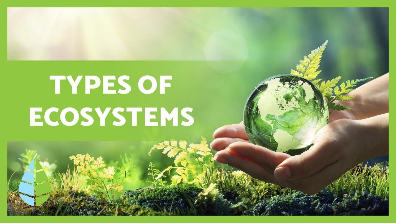 Ecosystem: Definition, Components, and Structure