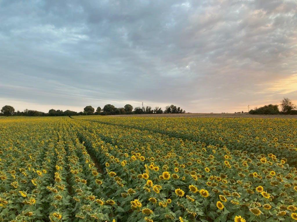 ReSoil - Greenly Partners