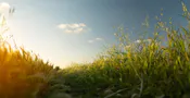 Green Belt Policy: Definition, Benefits and Examples