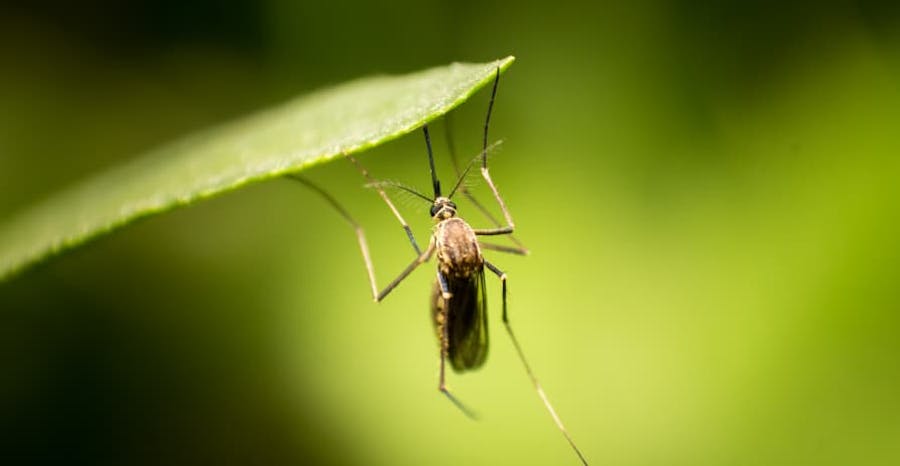 Why Are Mosquitoes More Dangerous with Climate Change?