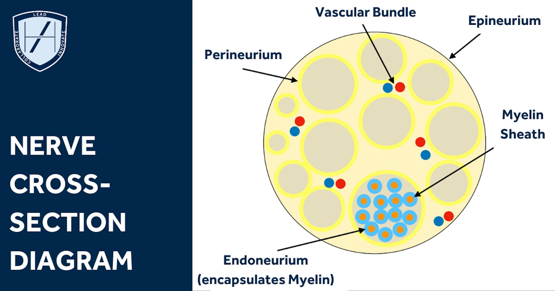 How to Prevent & Manage Nerve Damage After Fillers | Harley Academy