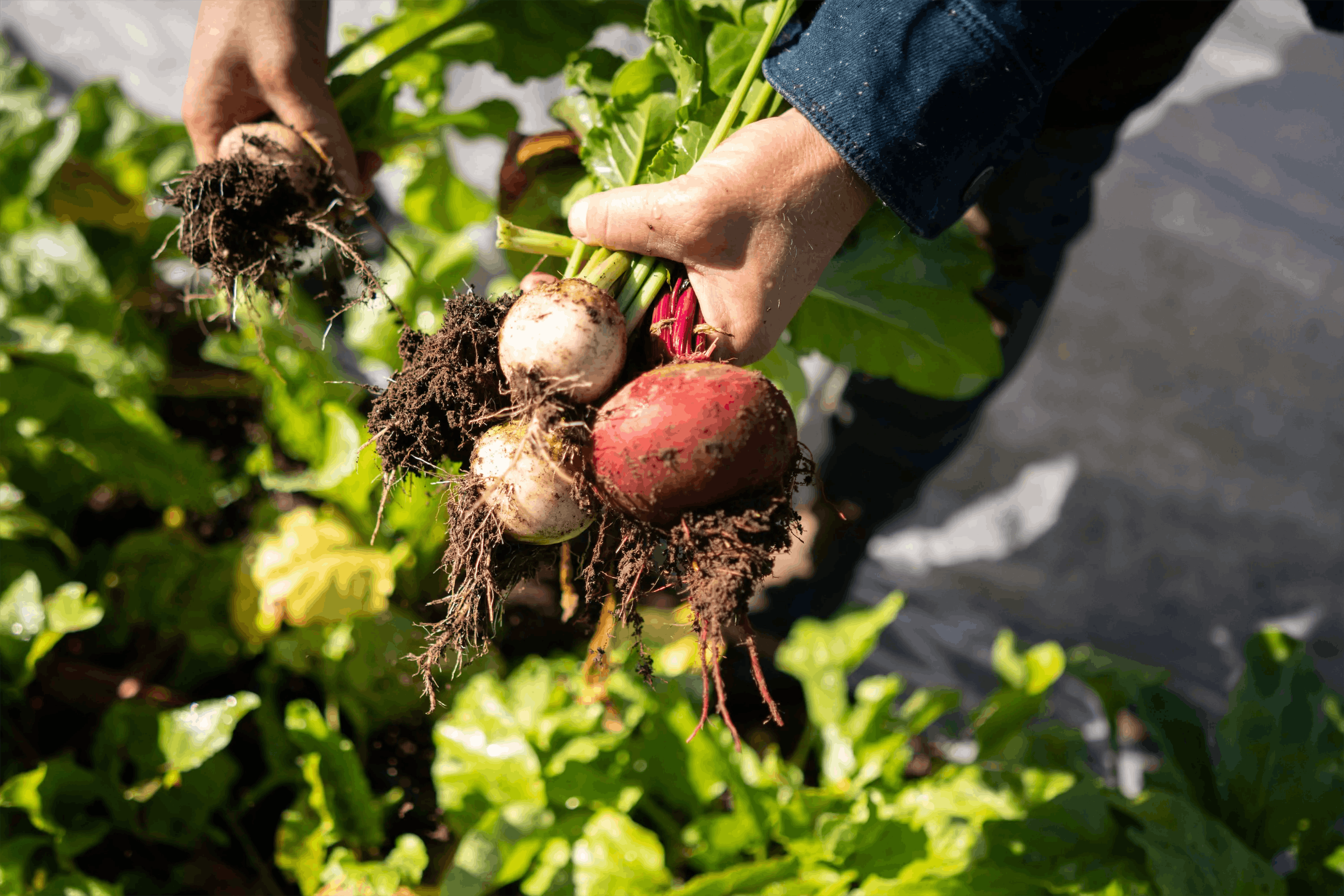 Hill Farm | Sustainable Farm with Historic Inn & Restaurant