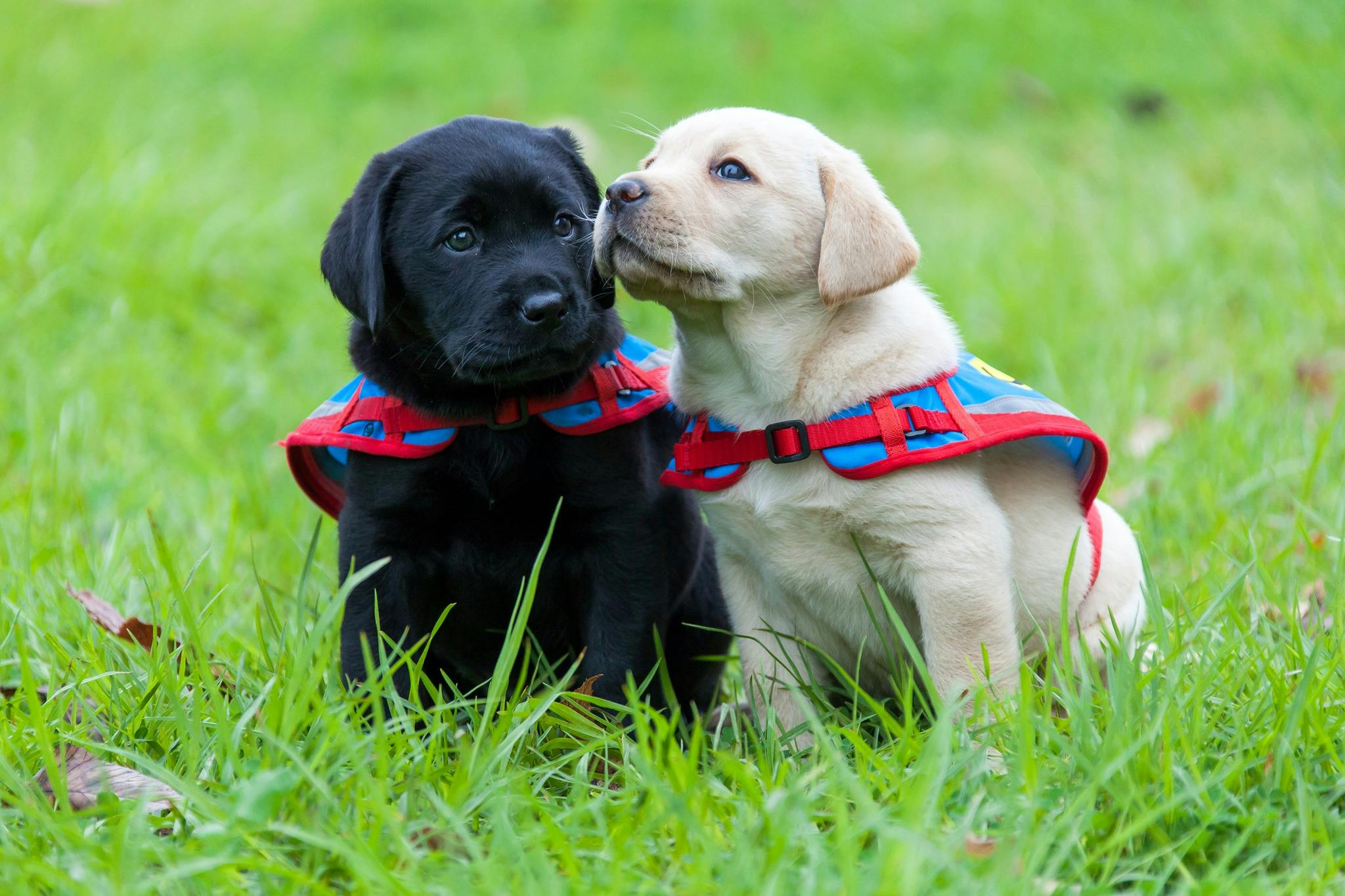 What are Seizure Assistance Dogs and can the NDIS Help? | Hireup