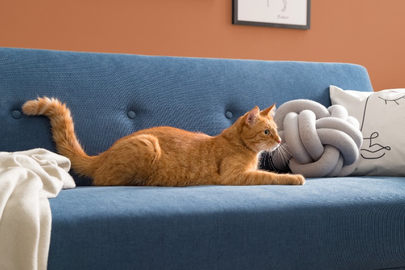 Welches Material ist besser fürs Sofa? | home24