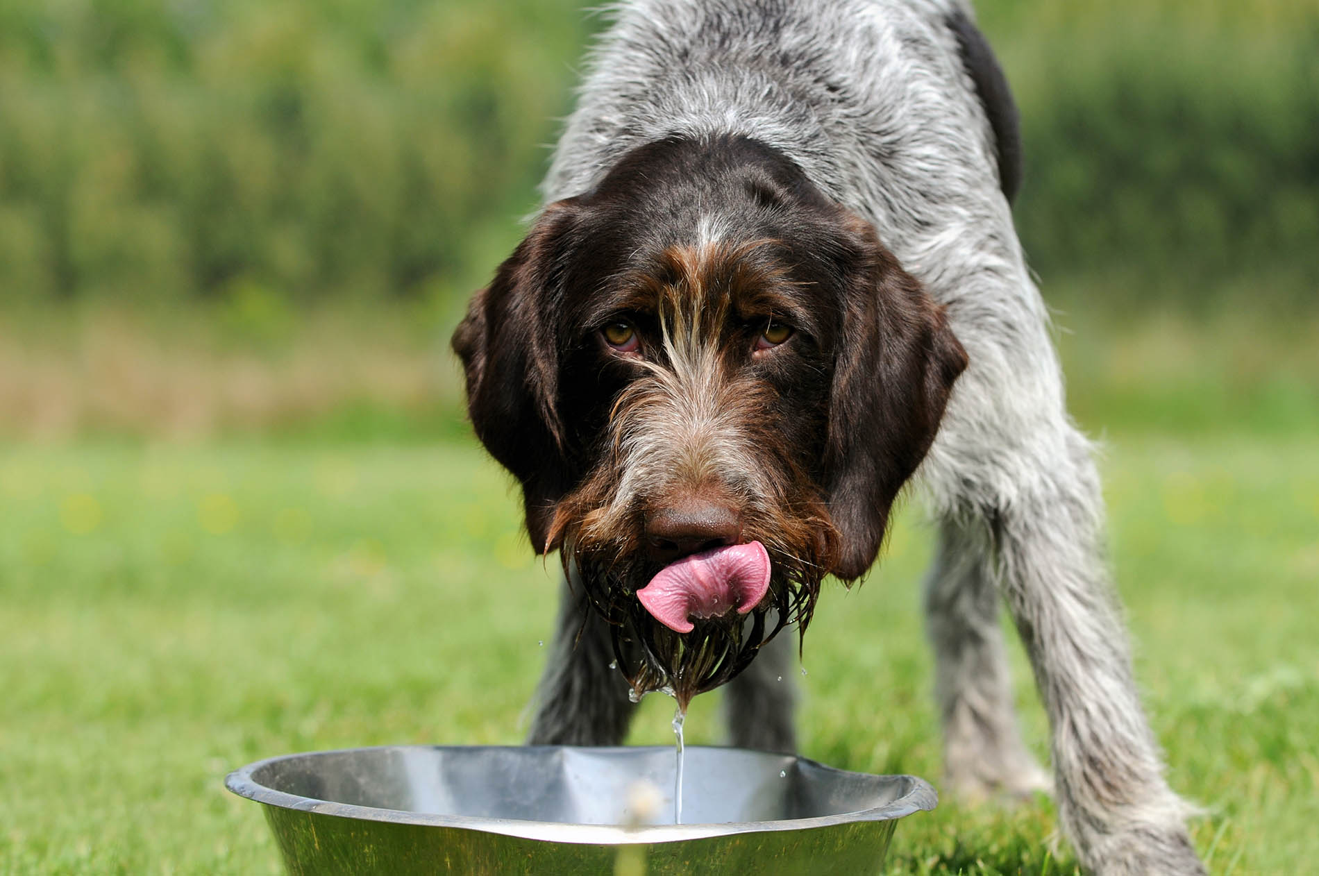 Healthy and Happy Pets: Should I Give My Dog or Cat Filtered Water ...