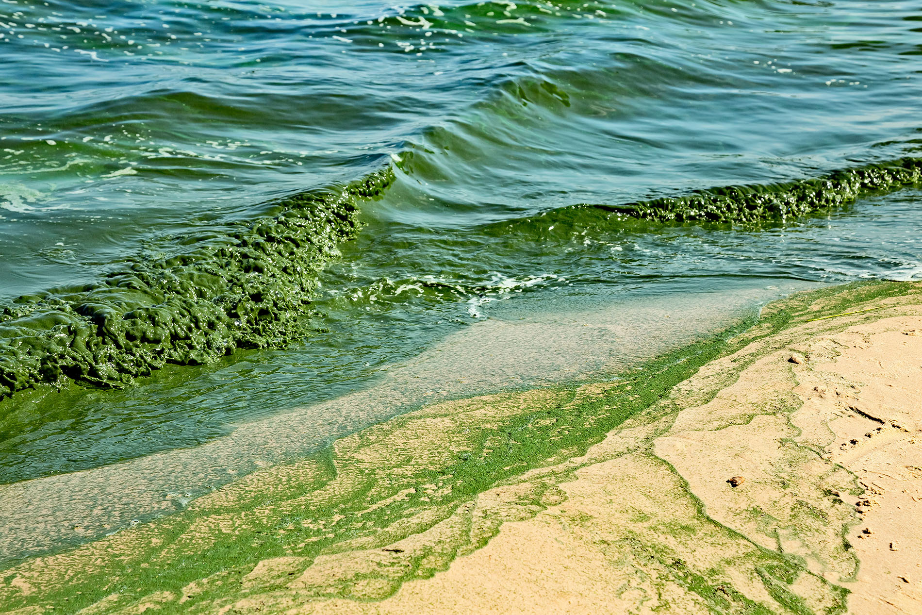 The Growing Concern of Harmful Algal Blooms in Our Ecosystems - HomeWater