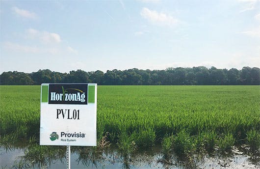 Horizon Ag Varieties Ranked High for Quality by Nicaraguan Rice ...