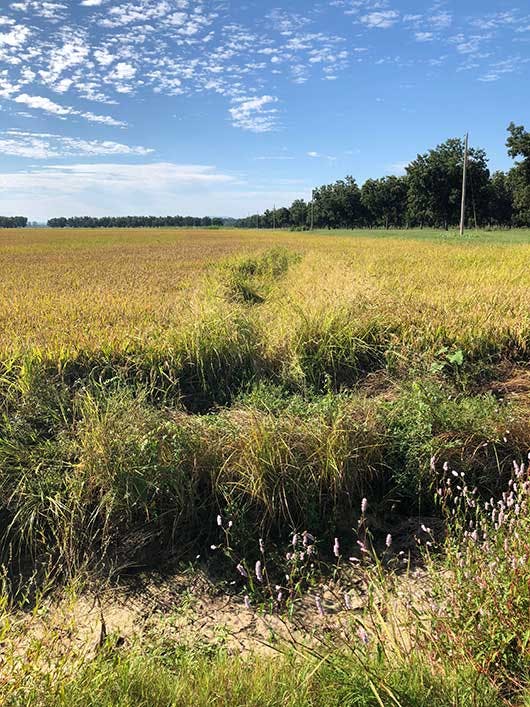 Provisia® Rice System Improves Productivity in Crisis Weedy Rice Fields ...