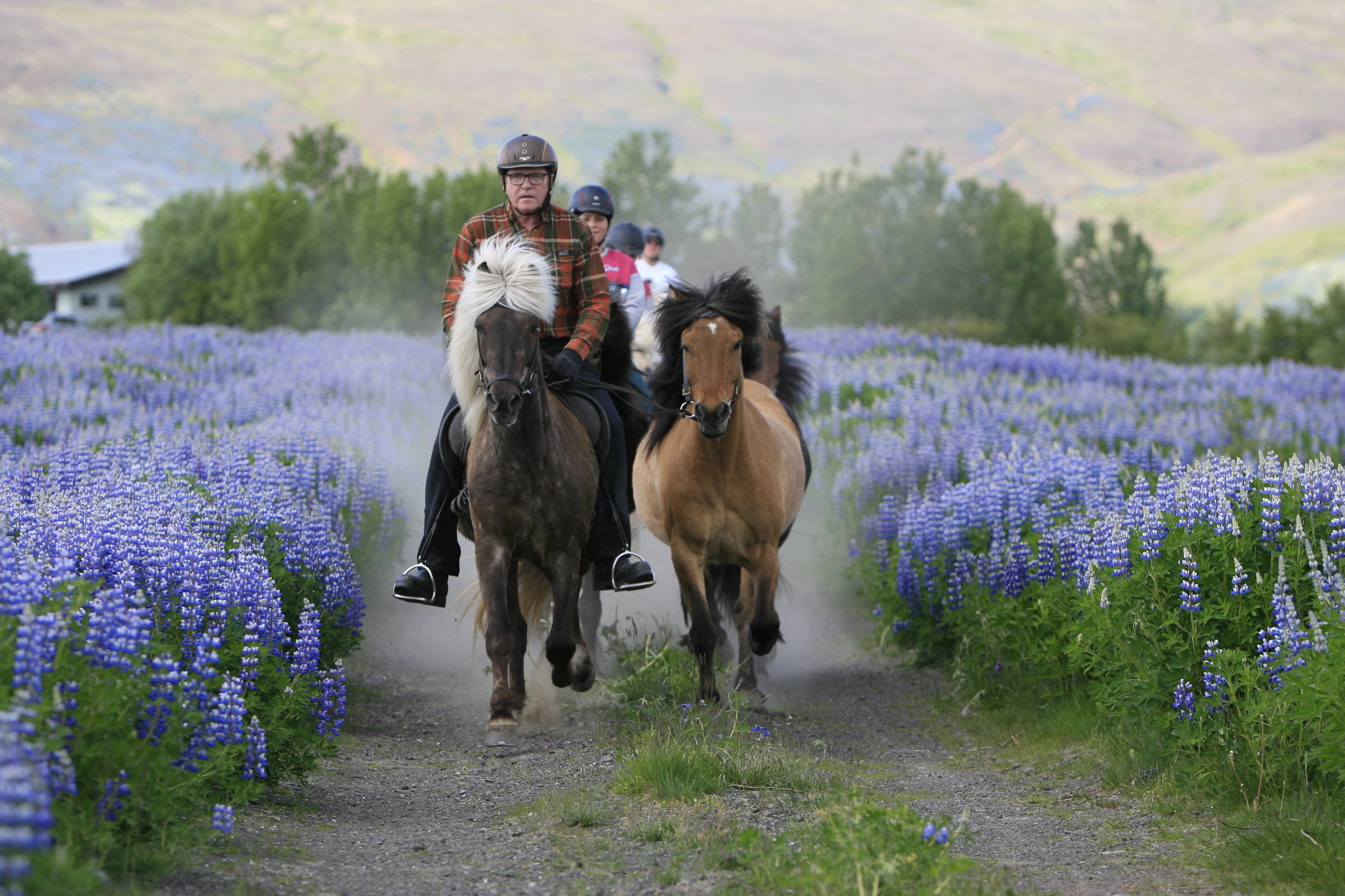 Horses of Iceland