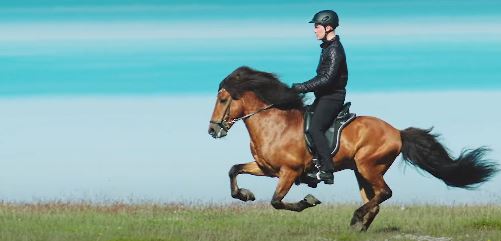 Die fünf Gangarten von dem Islandpferd